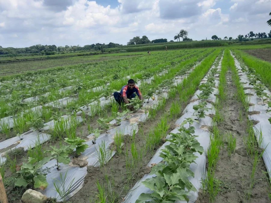 Vegetable growers gain from seedling service